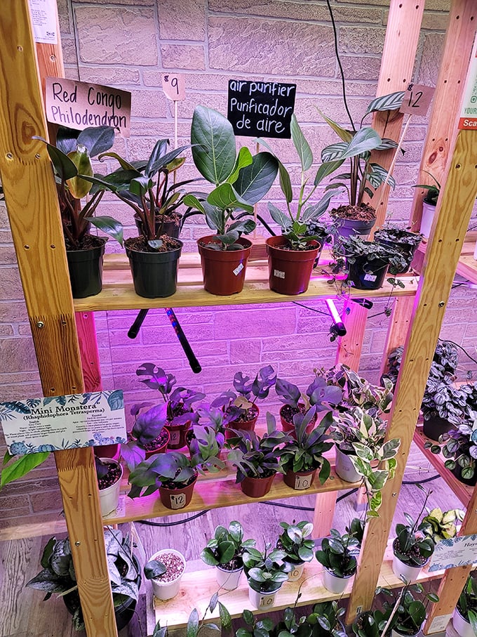 The plant section offers "air purifiers" that clean your home and your soul &ndash; nature's therapy in perfectly potted packages.