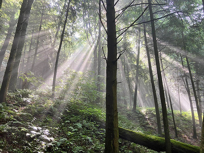 When sunbeams slice through morning mist in these woods, even committed indoor people suddenly understand what all the fuss about hiking is about.