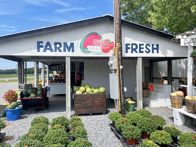 This unassuming farm stand might be the best argument yet for taking the scenic route, with produce so fresh it was probably picked while you were still finishing breakfast.