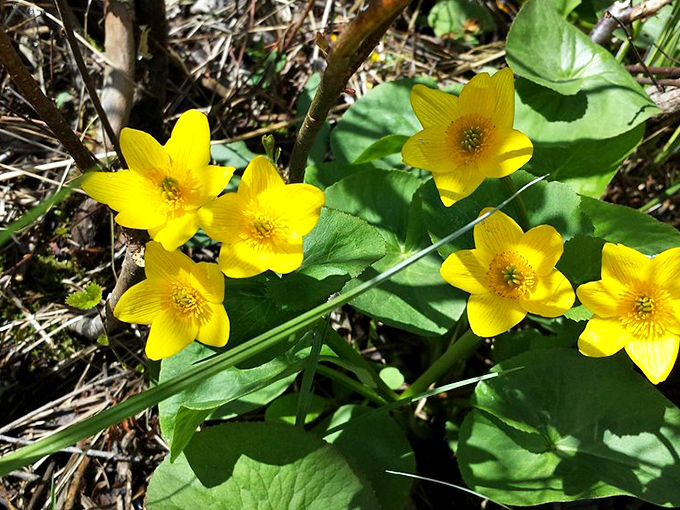 Marsh marigolds create pools of sunshine on the forest floor, their cheerful yellow blooms defying anyone to remain grumpy in their presence.