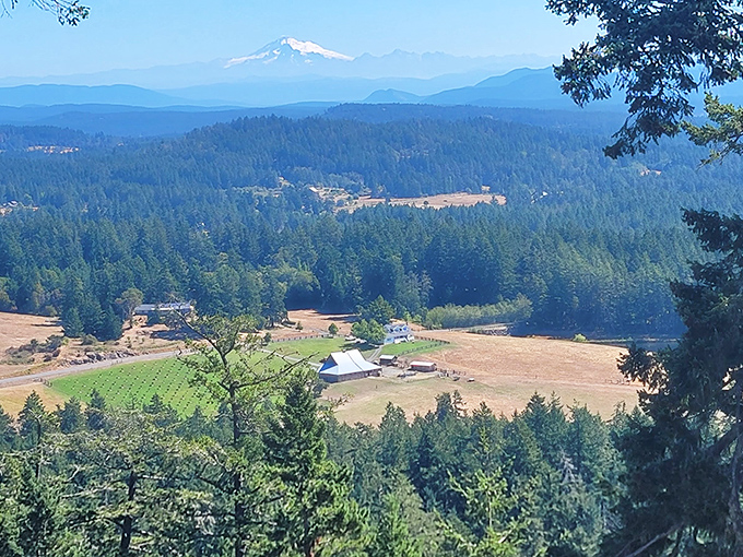 From Mount Grant Preserve, the island unfolds below like a patchwork quilt of forests, farms, and distant peaks that make even non-hikers glad they made the climb.