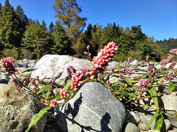 Wildflowers blooming among river rocks like nature's own carefully curated garden display without the maintenance.