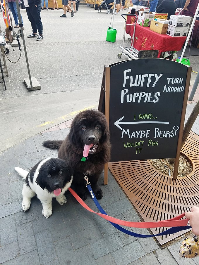 "Fluffy puppies or maybe bears?"—market humor comes with a side of adorable four-legged friends who know the best sniffing spots.