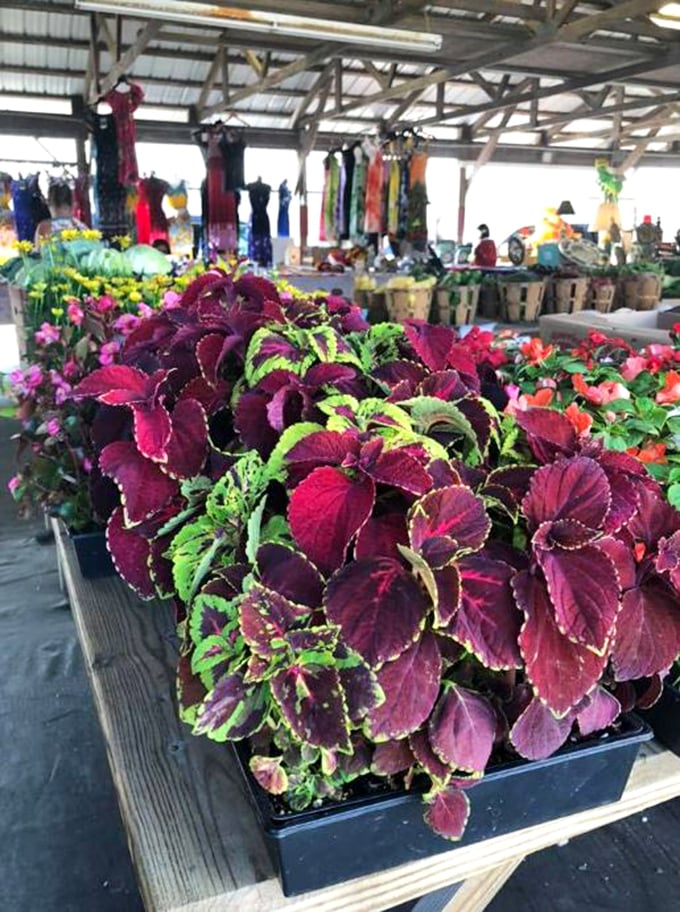 A riot of color! These vibrant coleus plants bring garden dreams to life while shoppers hunt for treasures in the background.
