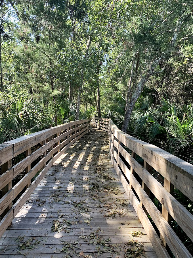 The Scipio Creek Boardwalk invites nature lovers to wander through Florida's wild side, where palmettos and pines create a quintessentially Southern canopy.