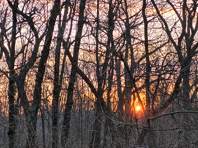 Sunset filters through winter branches like nature's own light show. No admission fee required for this daily spectacle of color.