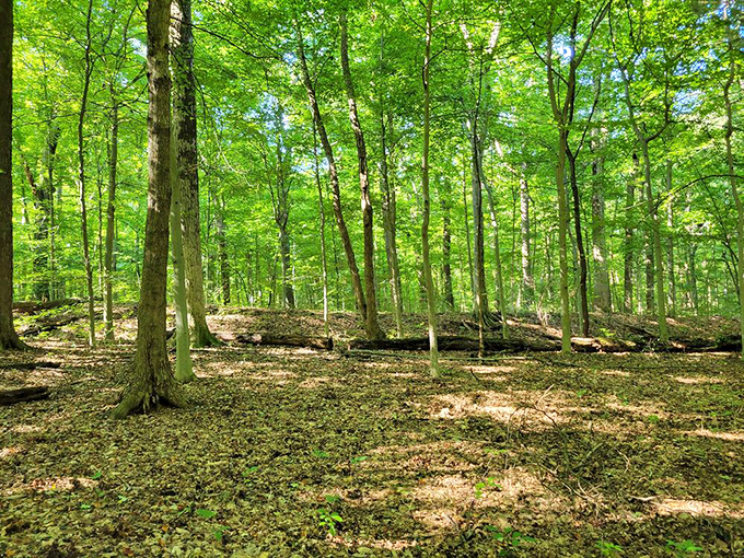 The ancient burial mound stands as a silent reminder that we're just the latest in a long line of humans to find peace in these woods.