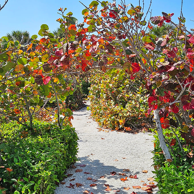 Nature's autumn corridor beckons explorers. Sea grape leaves create a vibrant tunnel of reds and golds, proving Florida has seasons&mdash;they're just more subtle.