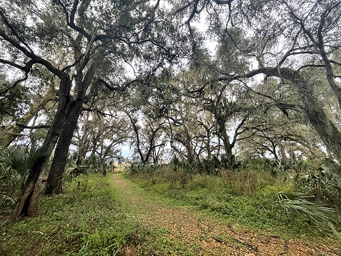 
Nature trails wind through moss-draped oak hammocks, offering peaceful passages where the only sounds are your footsteps and Florida's abundant wildlife. 