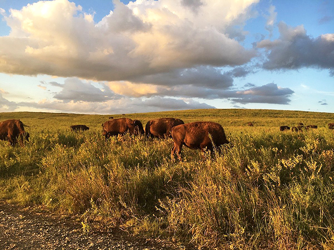 These bison roaming the Tallgrass Prairie aren't just wildlife—they're time travelers from an America most of us have only read about.