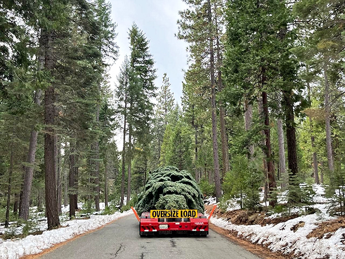 Winter brings a touch of magic to nearby forests, where even Christmas trees travel with "oversize load" warnings.