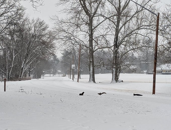 Winter transforms Bluffton into a snow globe scene where even the local wildlife seems to pause and appreciate the quiet beauty of it all.