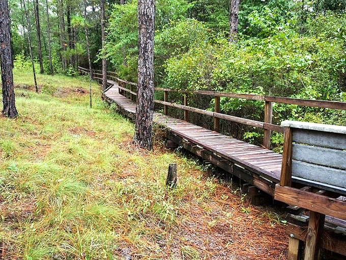 This weathered boardwalk has carried thousands of curious feet toward natural wonder. Each plank tells a story of anticipation and discovery.