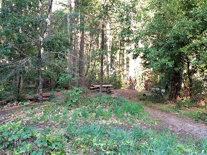 Nature provides the perfect picnic spot, where dining al fresco comes with a soundtrack of rustling leaves and distant rushing water.