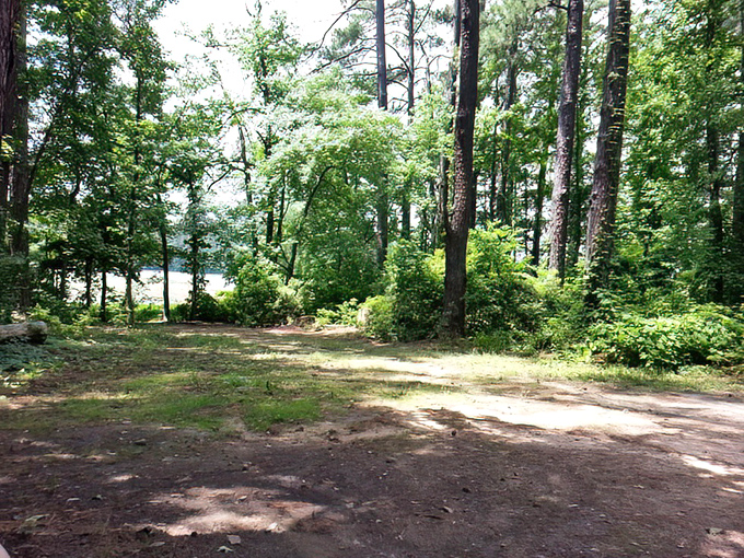 A clearing among the pines offers a glimpse of the lake beyond. Prime real estate where the currency is peace and quiet.