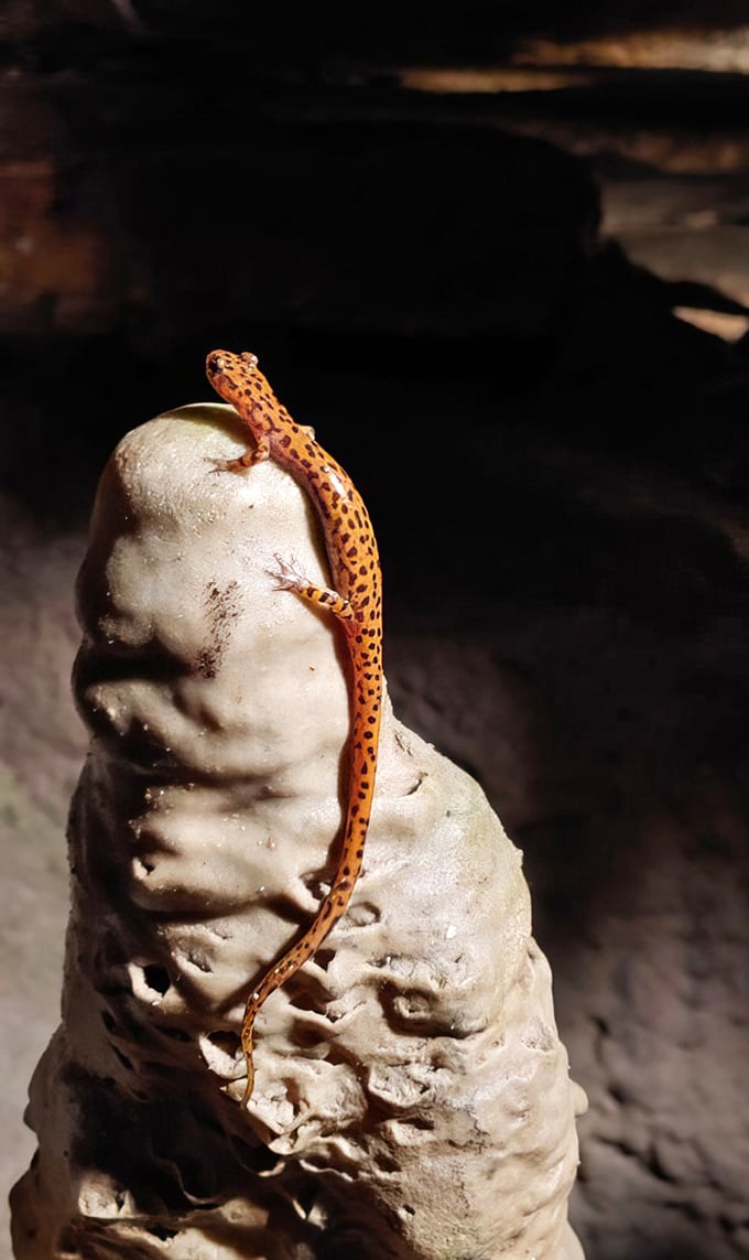 This colorful cave salamander poses atop a formation, looking like nature's own tour guide who's been waiting for his moment of fame.