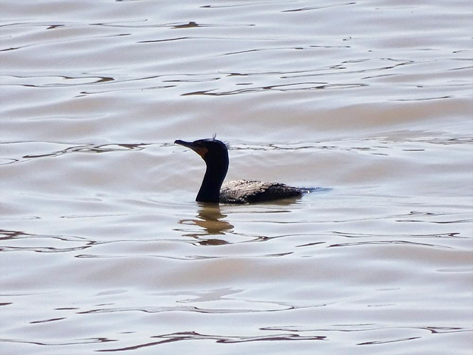 A cormorant surveys its domain in the calm waters. Nature's original locals still find sanctuary in this preserved pocket of wilderness.
