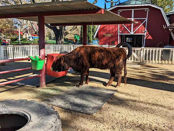 Ferdinand the Bull's distant cousin enjoys a peaceful snack, blissfully unaware he's part of a living storybook that delights generations of Sacramento families.