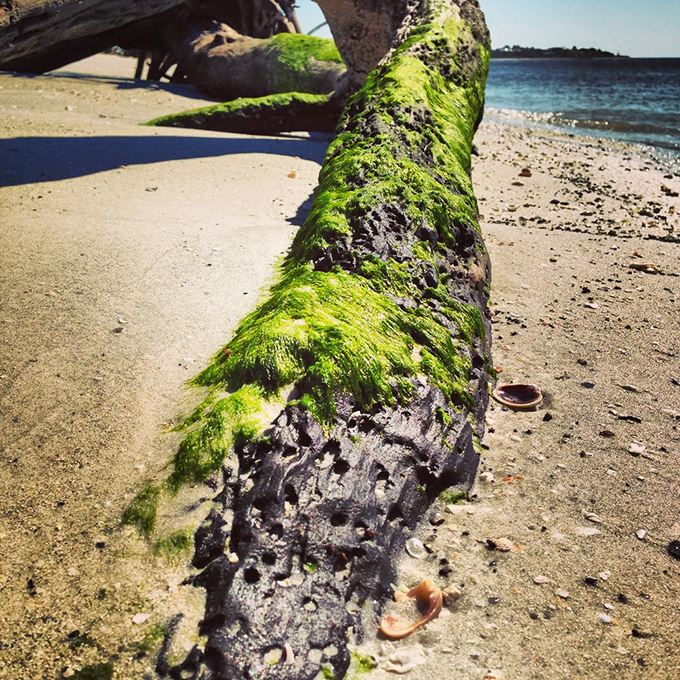 Ancient driftwood wears its algae like a fashionable green scarf, proving that even in nature, accessorizing matters.