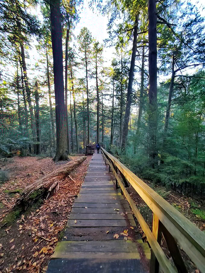Sunlight plays hide-and-seek through towering hemlocks as this boardwalk leads visitors deep into the forest's embrace, promising discovery around every bend.