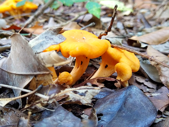 These golden mushrooms are nature's pop-up art installation, appearing overnight like tiny umbrellas for woodland fairies.