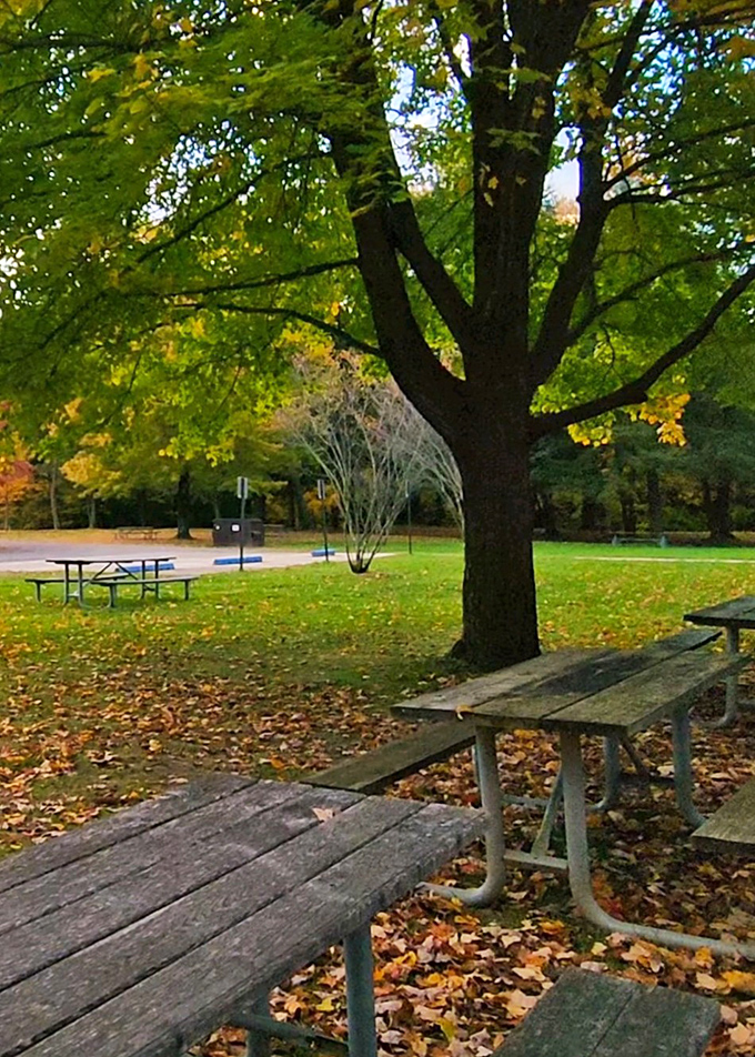 Autumn's golden confetti creates the perfect backdrop for picnics where the only reservation needed is the one you make with yourself to relax.