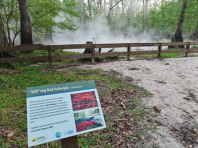 Conservation education that doesn't feel like homework. The park's informative signage helps visitors understand why protecting these waters matters.