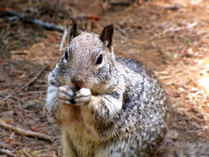 This squirrel has clearly mastered the art of posing for tourists &ndash; "Yes, I'll look cute for your photo, but a trail mix tribute would be appreciated."