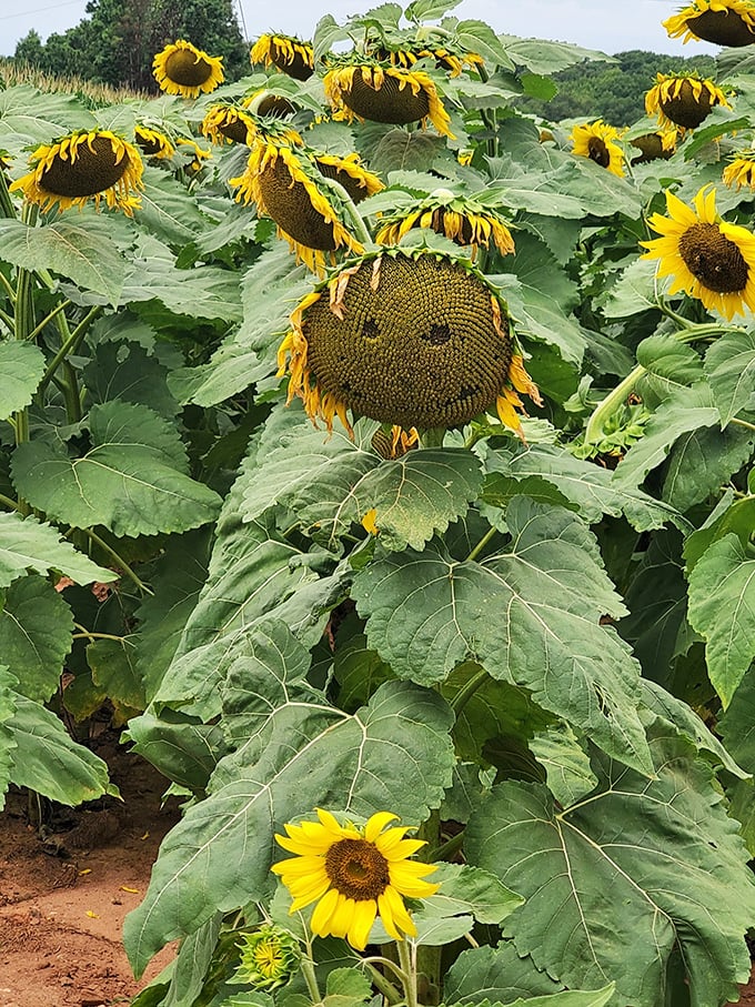 Nature's original emoji! This sunflower seems to be smiling back at visitors, creating an unexpected moment of connection.
