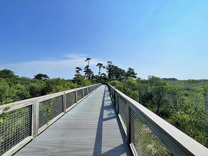 The boardwalk less traveled leads to discoveries untold. This elevated path through wetlands offers front-row seats to nature's daily show.