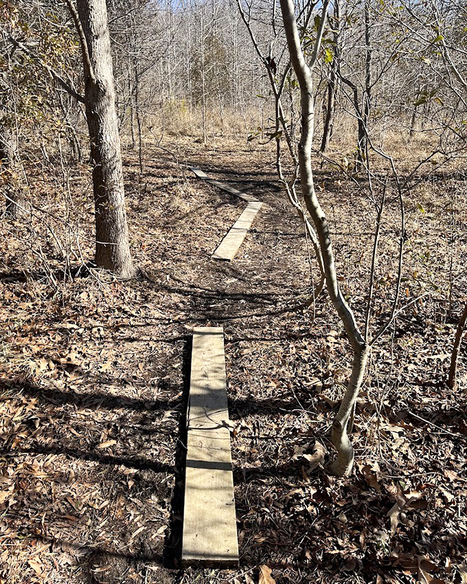 These humble wooden planks are your yellow brick road through wetlands&mdash;minus the Emerald City, plus actual emerald moss.