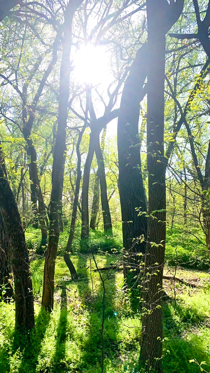 Sunlight filters through the canopy, creating nature's own stained-glass effect above the forest floor&mdash;cathedral-like in its quiet beauty.