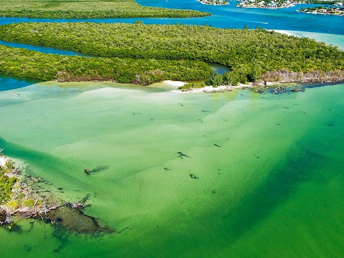 Keewaydin Island's untouched shoreline stands as a testament to wild Florida, with sun-bleached branches decorating its pristine shores.