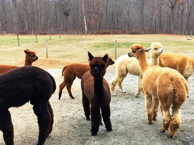 These alpacas didn't get the memo about New Jersey stereotypes&mdash;they're living their best pastoral lives while looking perpetually surprised about it.