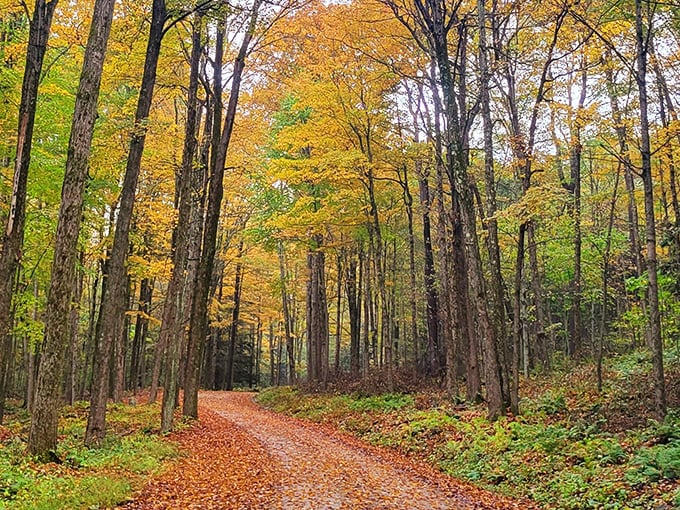 Forest trails offer peaceful escapes where autumn colors create natural cathedrals perfect for quiet contemplation and restoration.