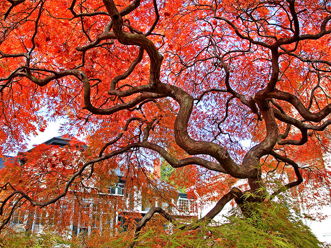 This magnificent Japanese maple proves that even trees in Mifflinburg have a flair for the dramatic. Nature's fireworks display requires no safety distance.