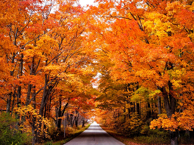 Autumn's golden tunnel of trees creates nature's cathedral ceiling, offering a drive more scenic than any smartphone wallpaper could ever capture.