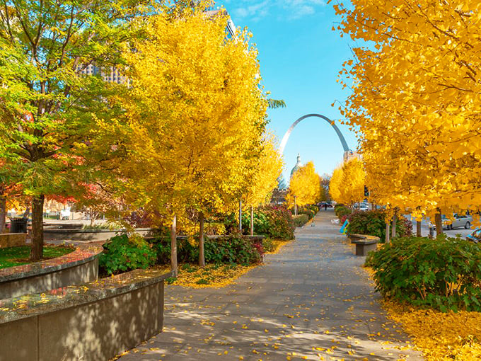 Fall foliage creates a golden canopy in St. Louis parks near Maplewood, where retirees can enjoy nature's most spectacular color show without spending a dime.