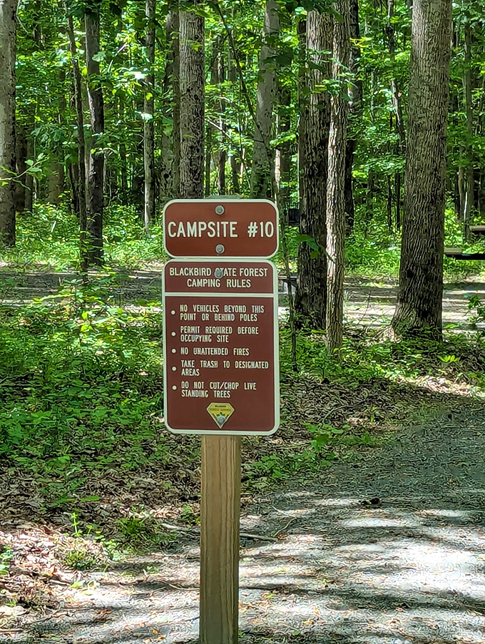 Campsite #10 beckons wilderness enthusiasts. Just remember: what happens in the forest stays in the forest&mdash;except ticks. Take those home.