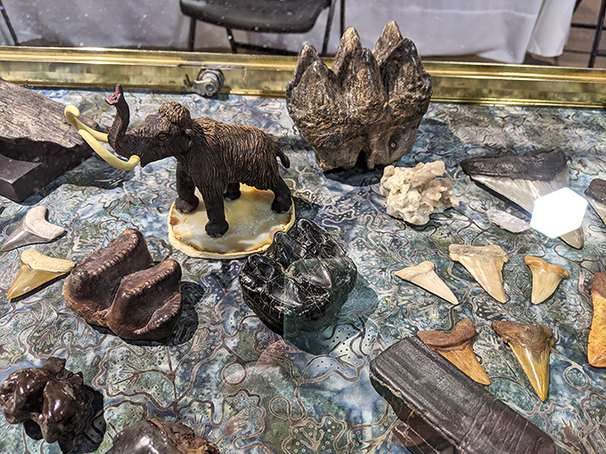 Prehistoric treasures and ancient wonders transform this display case into a miniature natural history museum that fits right in your living room.