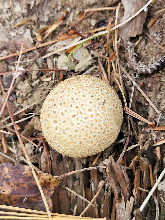 The earthball mushroom sits like nature's golf ball, waiting for a game that's never going to happen in this peaceful forest setting.