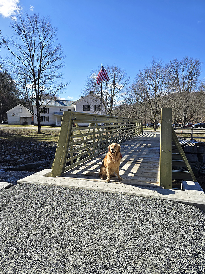 Every park needs a good boy ambassador. This golden retriever has clearly mastered the art of enjoying the simple pleasures.