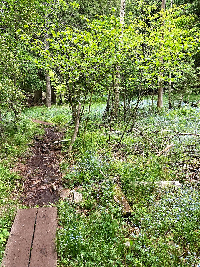 Woodland trails where wildflowers play hide-and-seek with sunshine. Peninsula State Park's paths invite contemplation at a pace slower than your heartbeat.