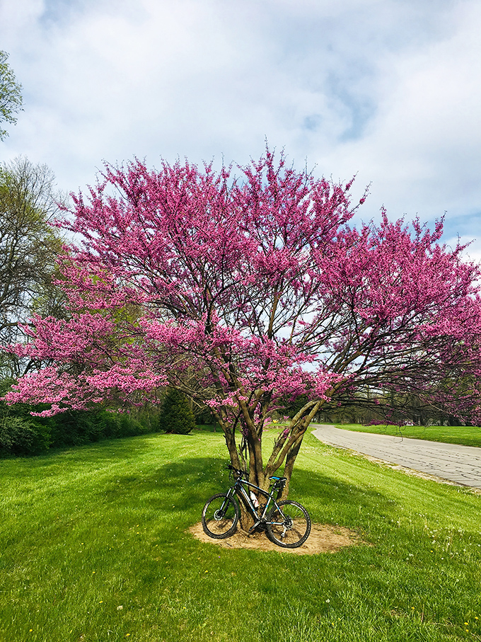 Spring's most spectacular show-off. This redbud tree explodes with magenta blossoms, creating a natural umbrella for cyclists taking a well-deserved break.