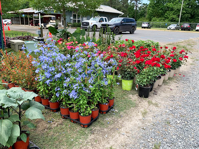 Garden dreams in portable form. These vibrant blooms transform any patch of dirt into an instant showcase of Louisiana's generous growing season.
