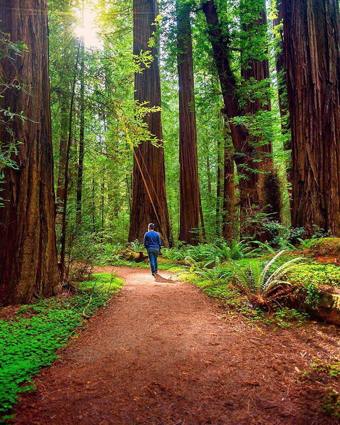 Forest trails here make every step feel like a pilgrimage through living history books.