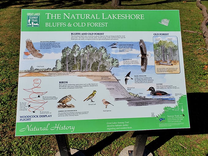 Nature's classroom has no tuition fees. This informative display introduces visitors to the feathered residents who call these bluffs home.
