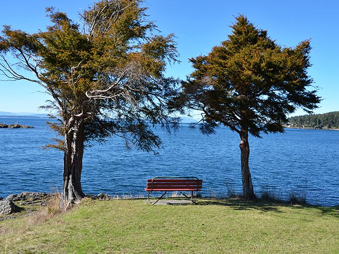 Two sentinels of cedar frame the perfect bench at Lime Kiln Point, nature's version of front-row seats to the most spectacular show on water.