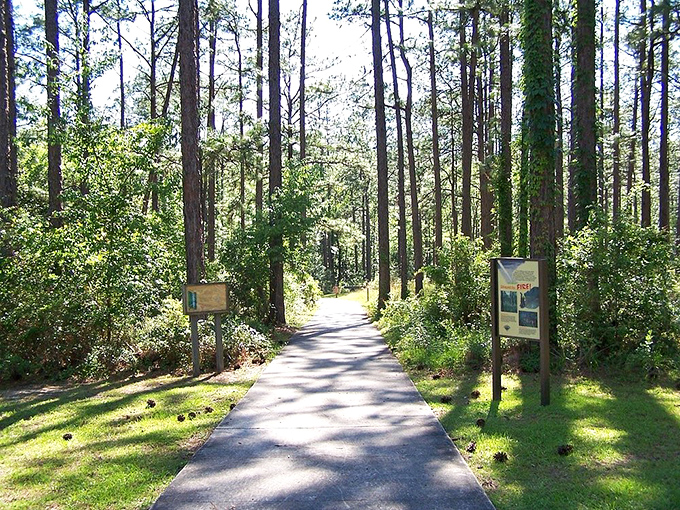A paved trail winds through pine forest, accessible to all who seek Florida's hidden side. Nature doesn't discriminate between hikers and wheelers here.