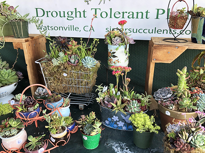 Succulent heaven for drought-conscious Californians. These water-sipping plants offer guilt-free greenery in creative, upcycled containers.